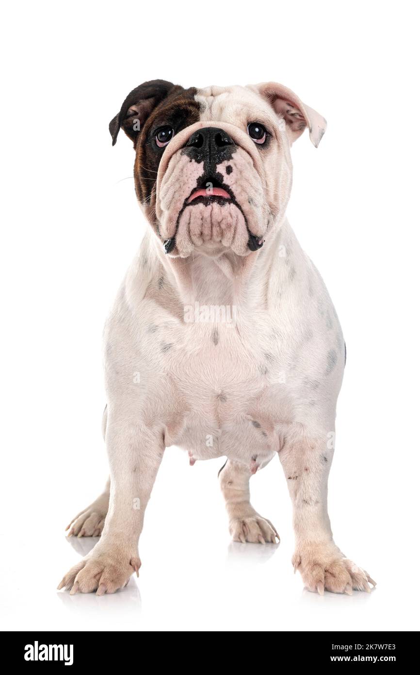 english bulldog in front of white background Stock Photo - Alamy