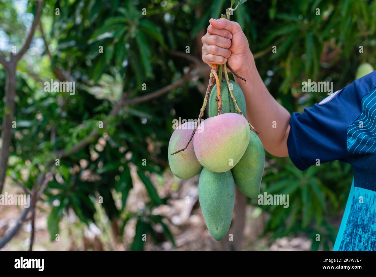 Farmers are holding different varieties of mango in an organic mango ...