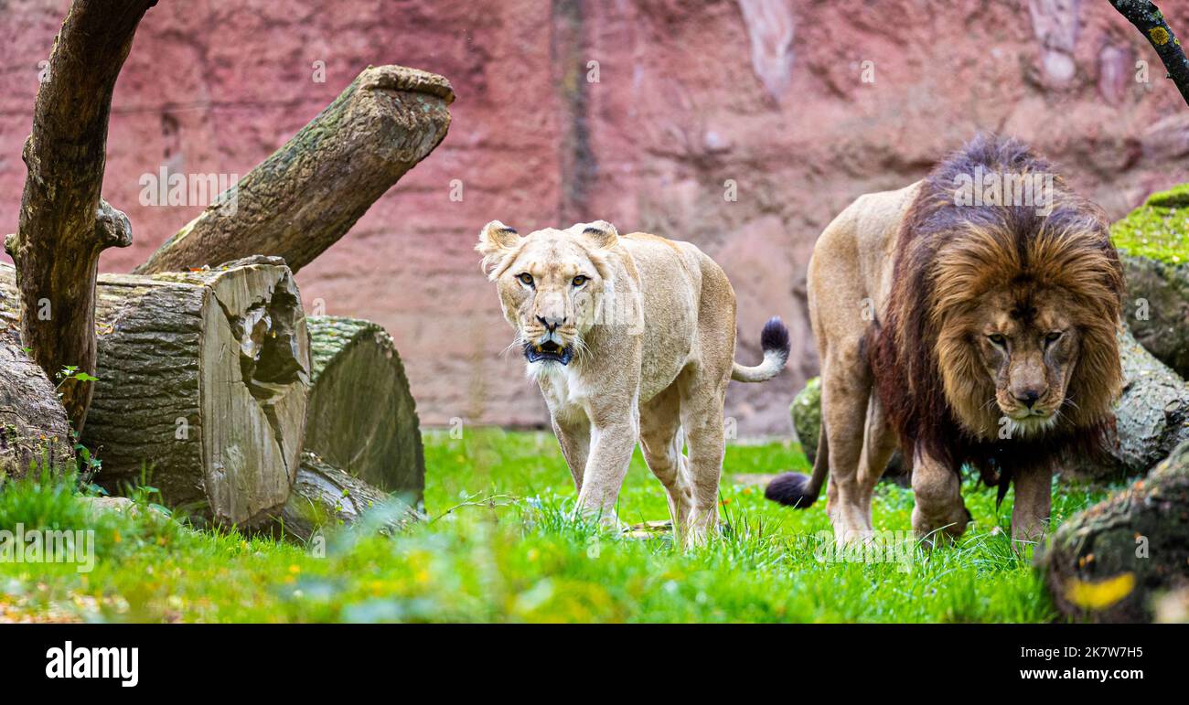 Barbary lion atlas hi-res stock photography and images - Alamy