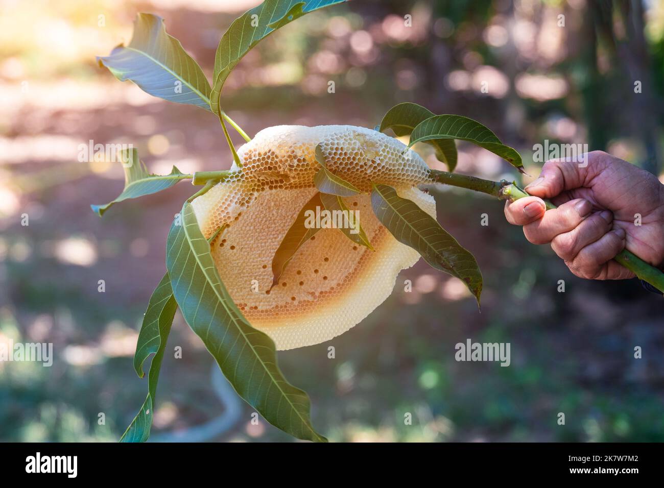 The beekeeper holding the nature honeycomb on a branch of the tree ...