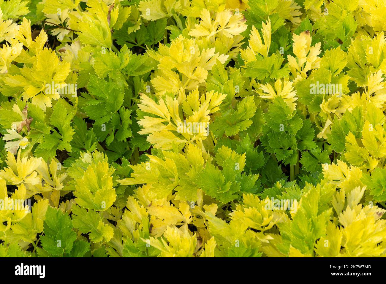 Celery 'Loretta' (apium graveolens var dulce) leaves background growing ...
