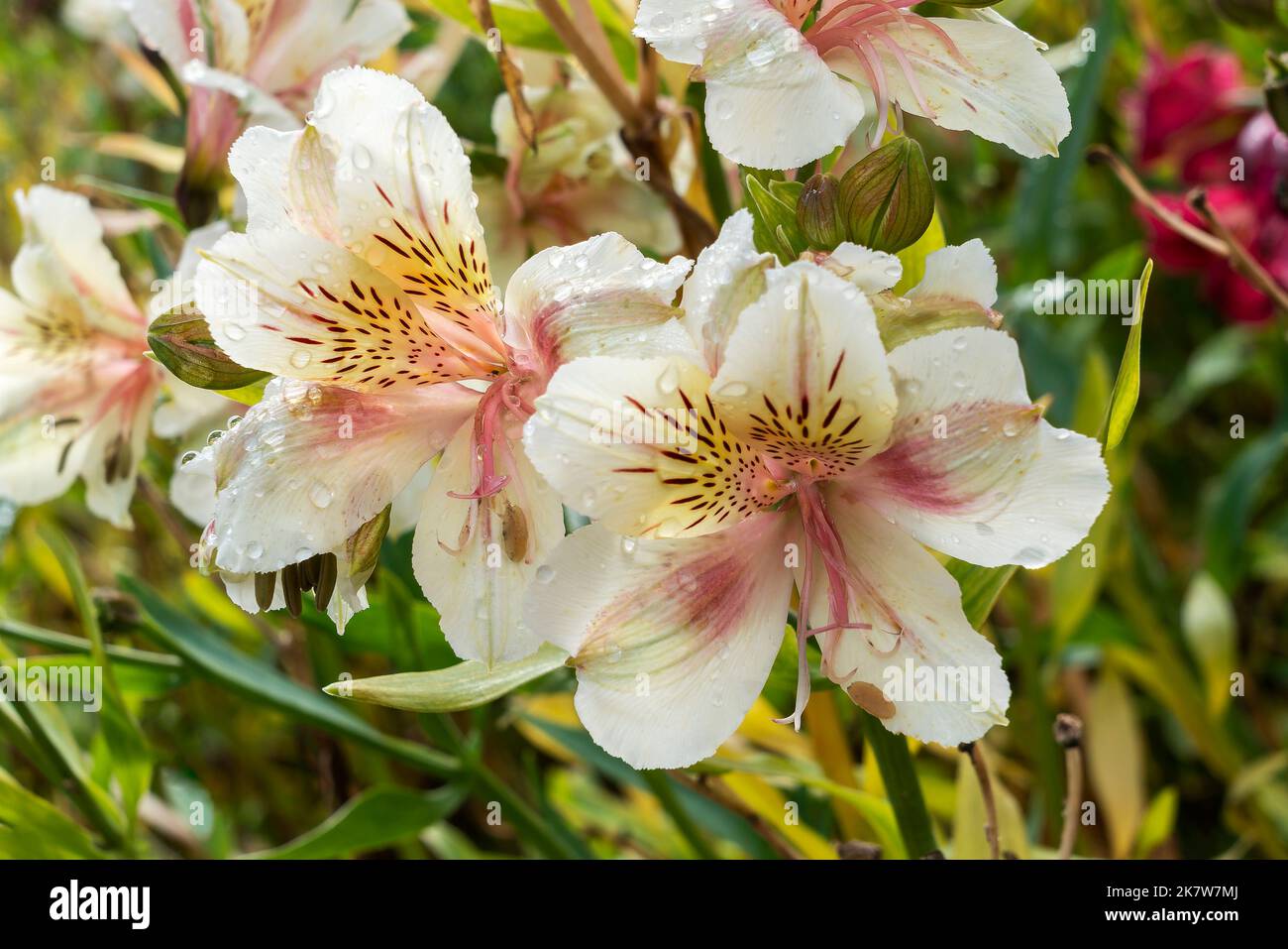 Alstroemeria apollo hi-res stock photography and images - Alamy
