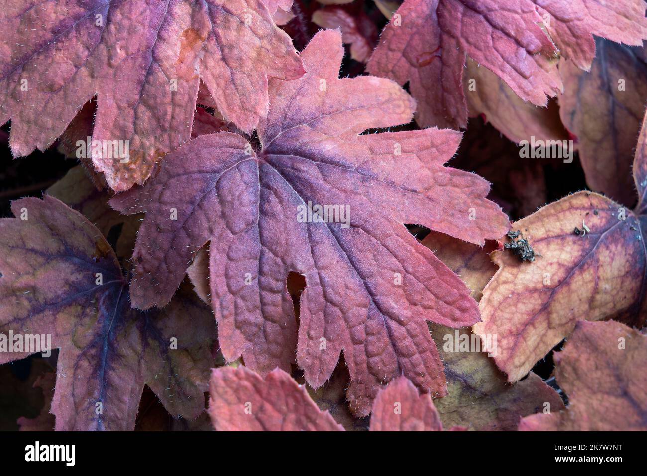 Heucherella 'Sweet Tea' an herbaceous perennial foliage plant with ...