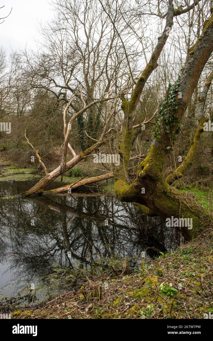 Tree by a pond hi-res stock photography and images - Alamy