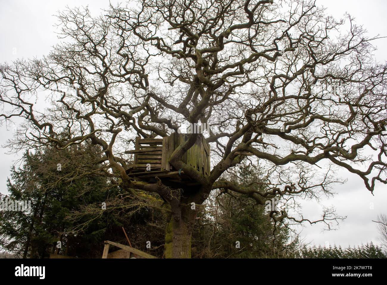 Tree House Oak Tree Stock Photo - Alamy