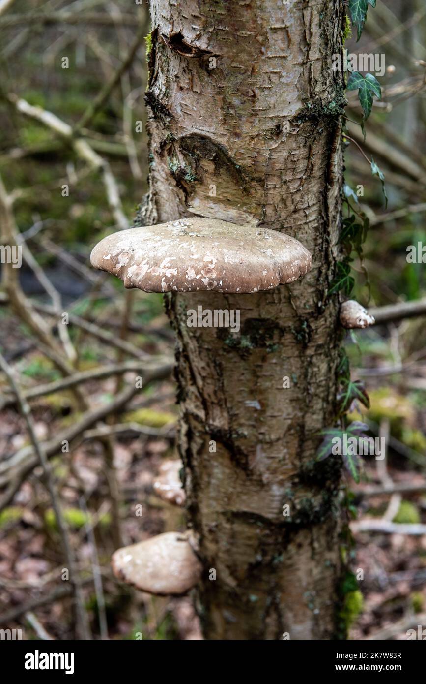 Tree mushrooms hi-res stock photography and images - Alamy
