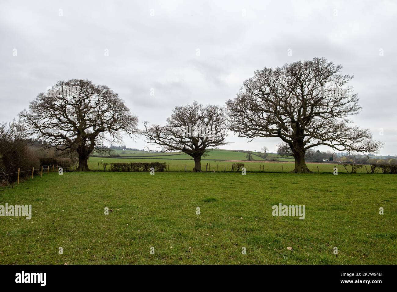 Three large oak trees in a field Stock Photo - Alamy