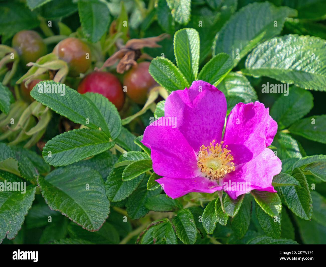 Close-up of pink flower of wild rose with its fruits, rose hips, in ...