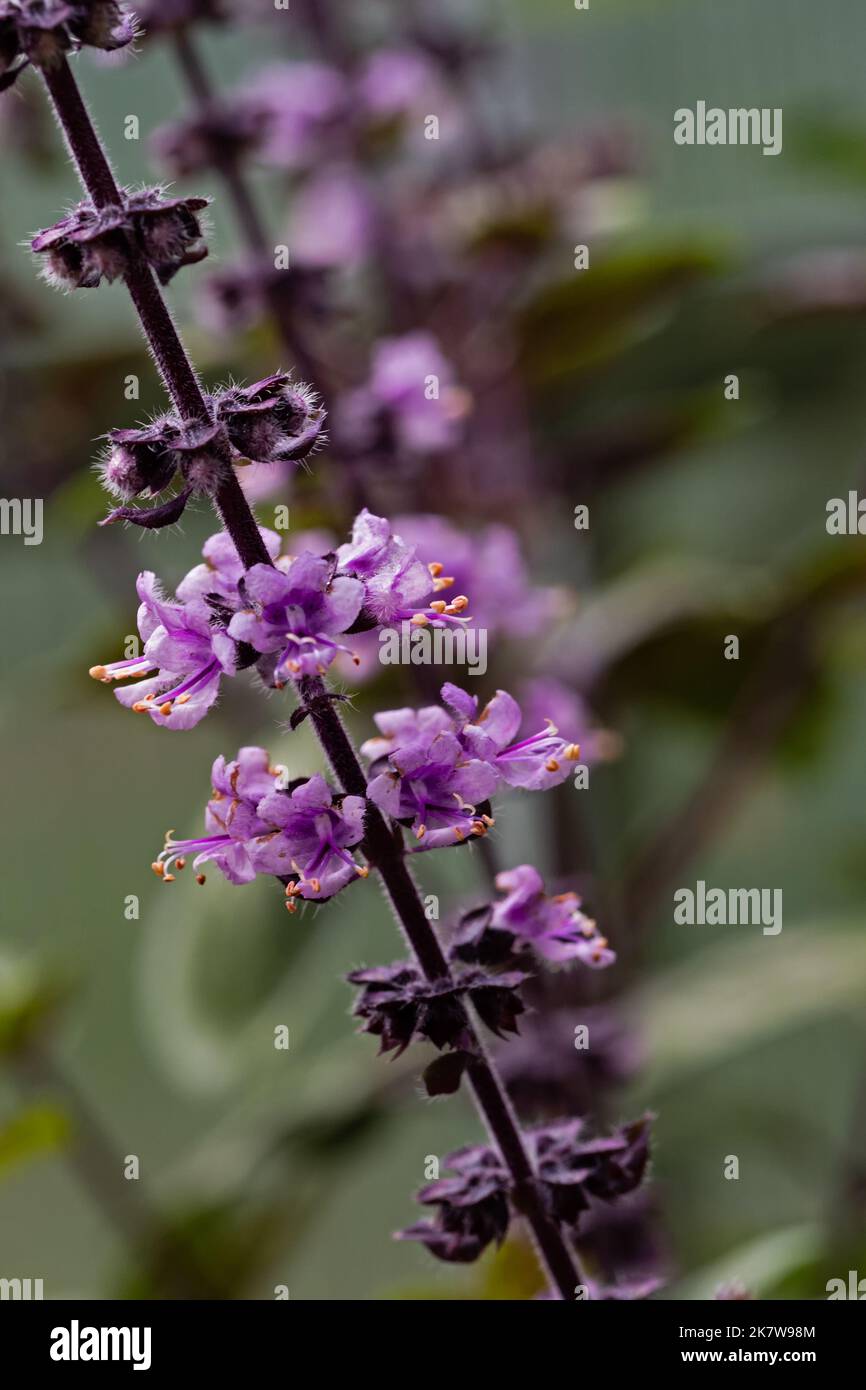 Close-up of the purple flowers of basil of the variety Wild Purple ...