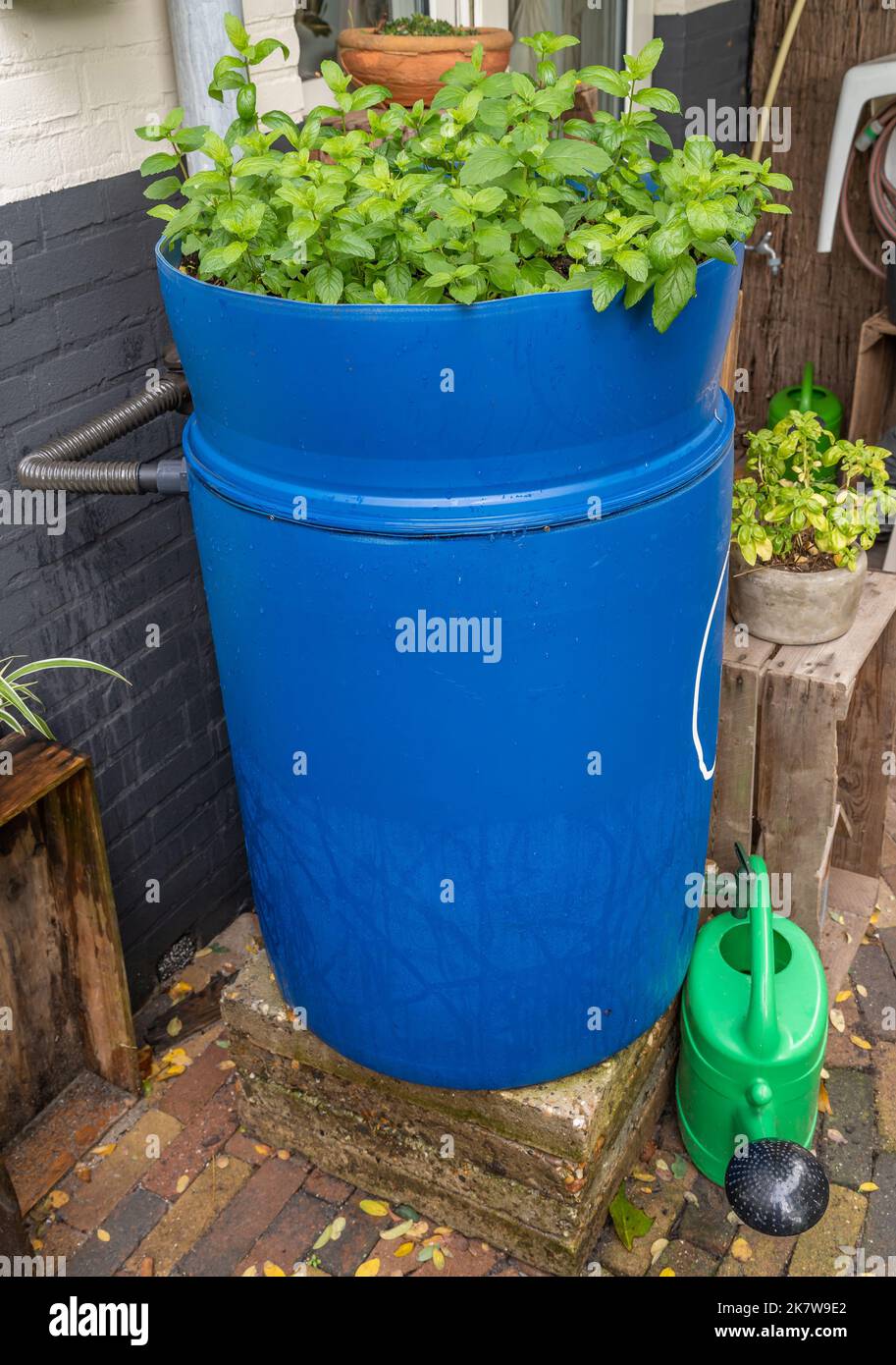 Plastic rain barrel for rainwater harvesting with watering can and ...