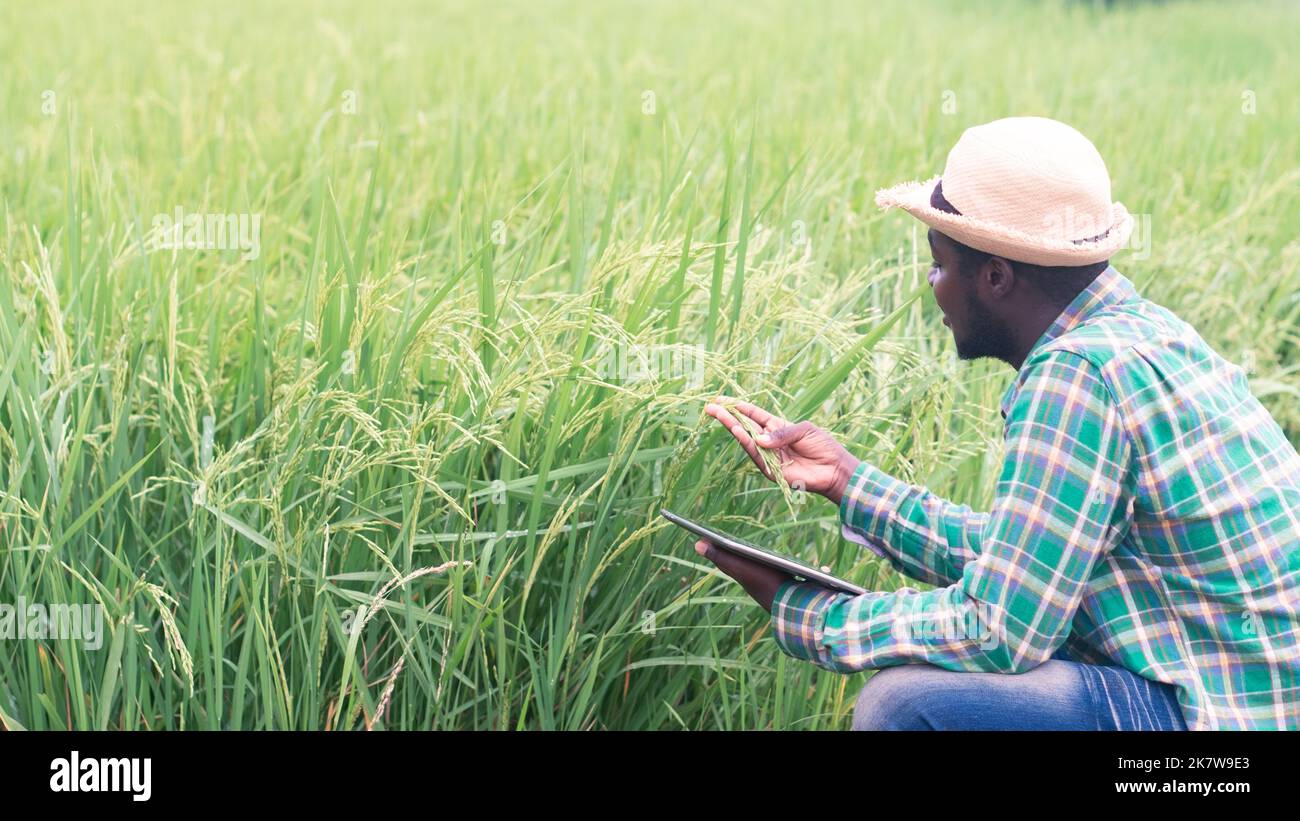 African farmer using tablet for research leaves of rice in organic farm ...