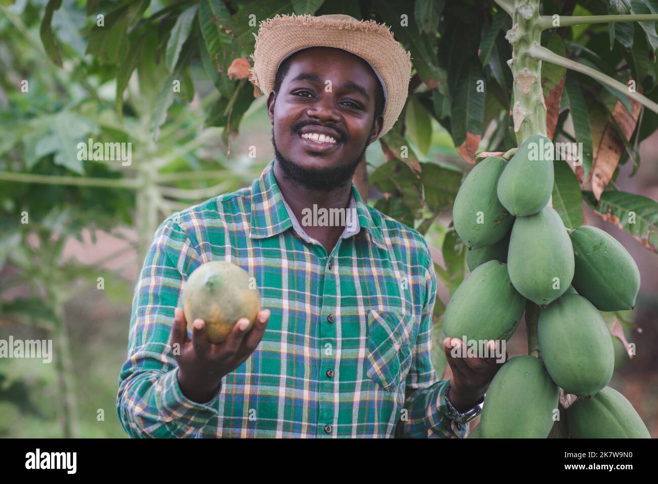 African farmer with hat is holding fresh papaya in the organic ...