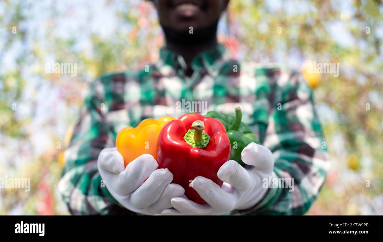 African farmer holding bell pepper produce from organic farm ...