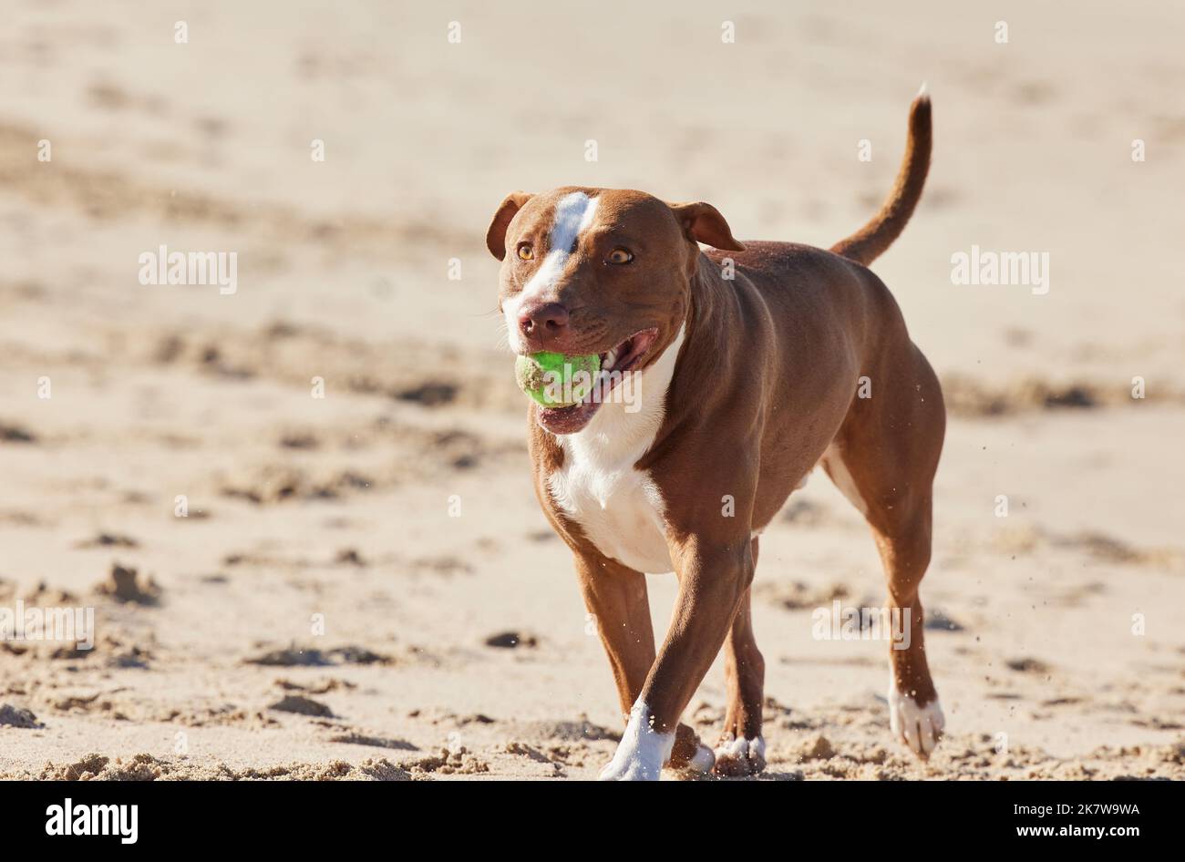 Hey human, look what I have here. an adorable pit bull playing with a ...