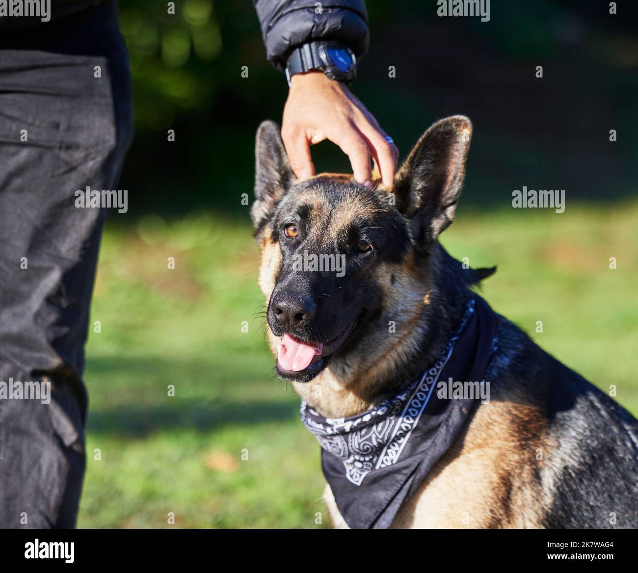 Man german shepherd hi-res stock photography and images - Alamy