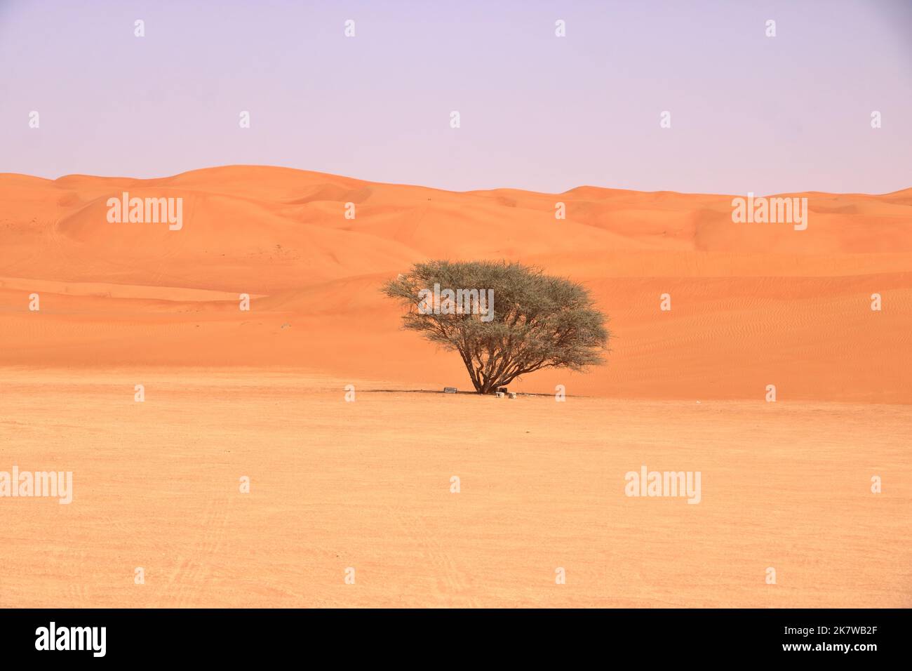Sand dunes and desert plants the Wahiba Sands, the beautiful desert in ...