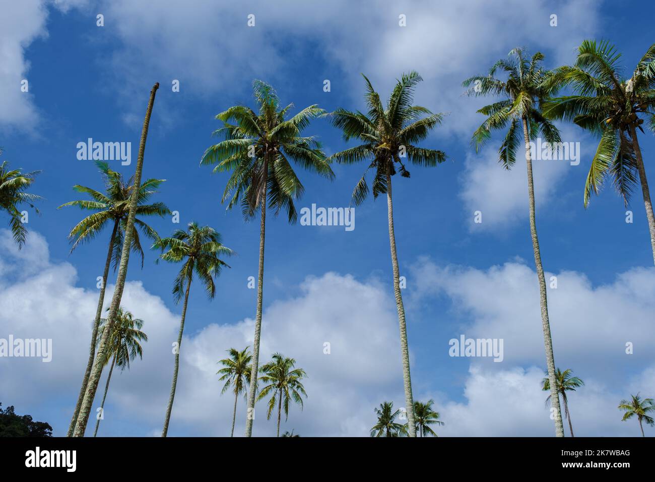 palm trees isolated in a blue sky at Koh Kood Thailand. huge long palm ...