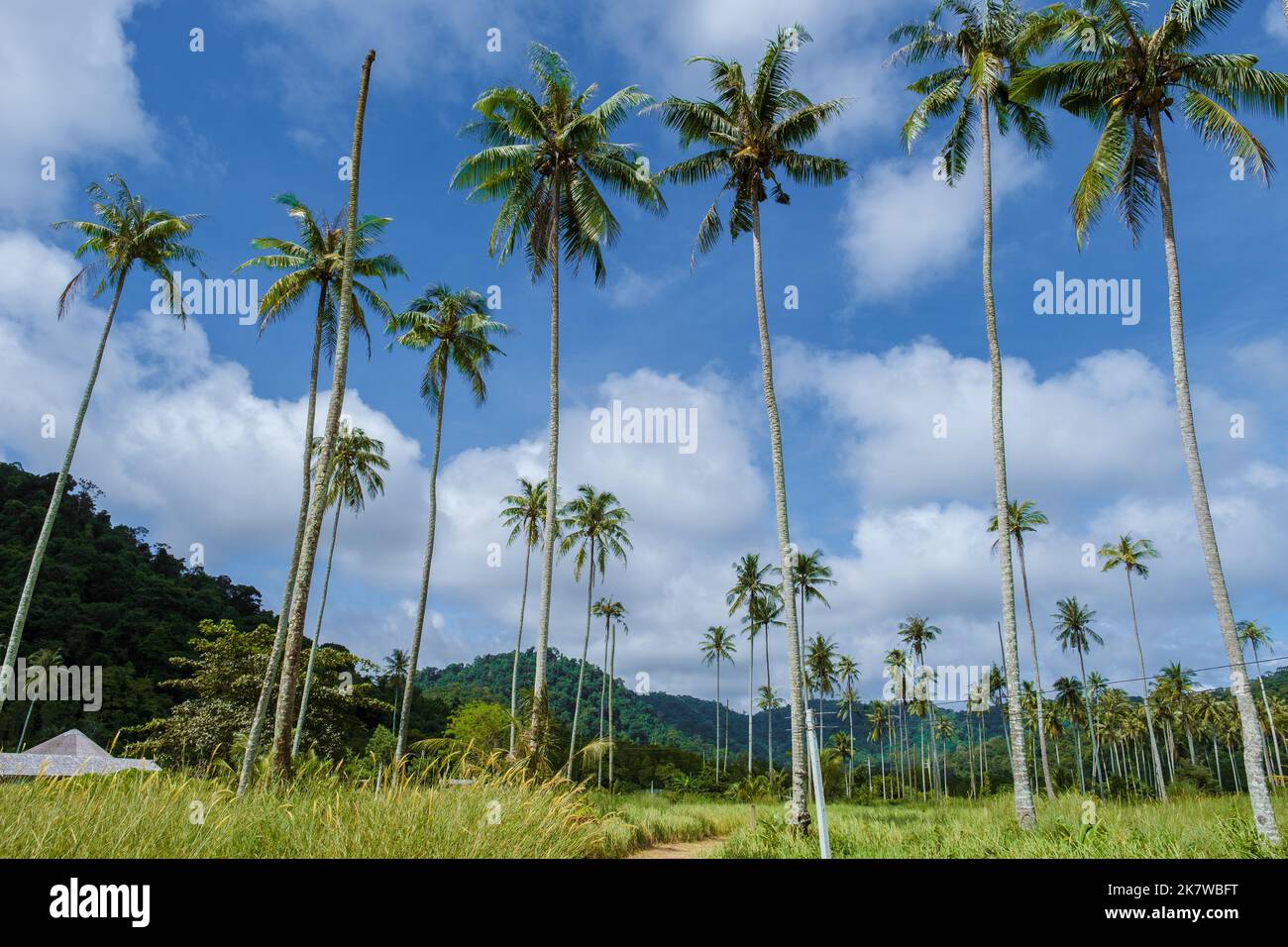 palm trees isolated in a blue sky at Koh Kood Thailand. huge long palm ...