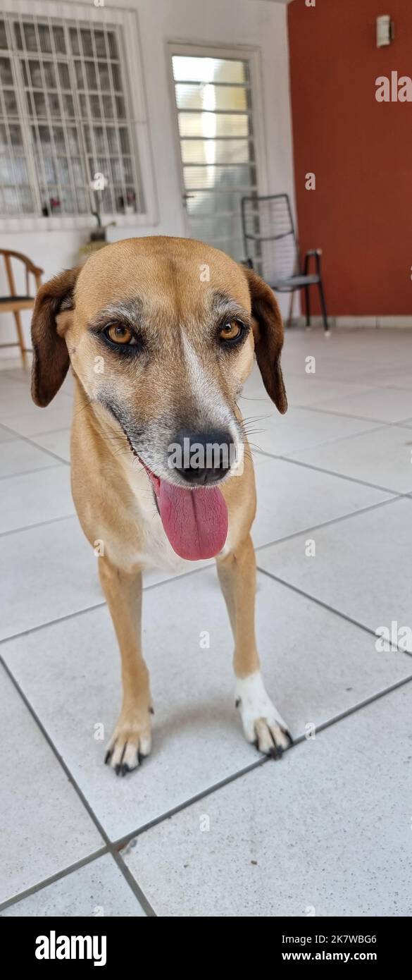 the dog looks curious at what is happening Stock Photo - Alamy