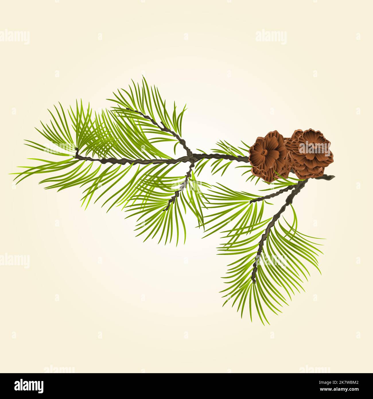 Conifer Branch Pine with pine cones vector Stock Vector Image & Art - Alamy