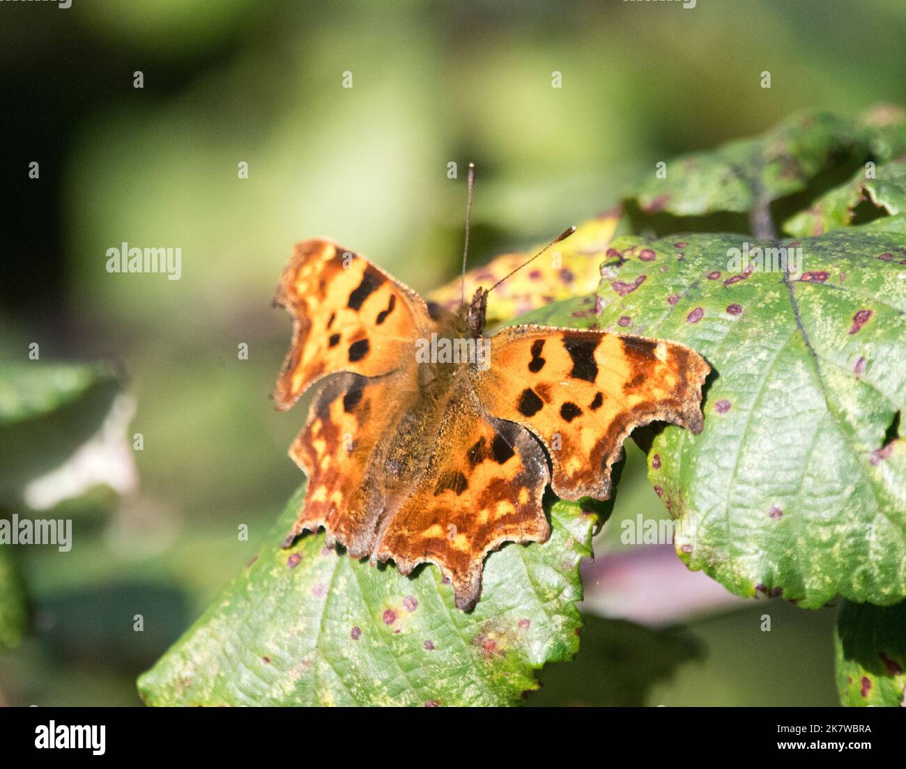 Colourful butterfly species hi-res stock photography and images - Alamy