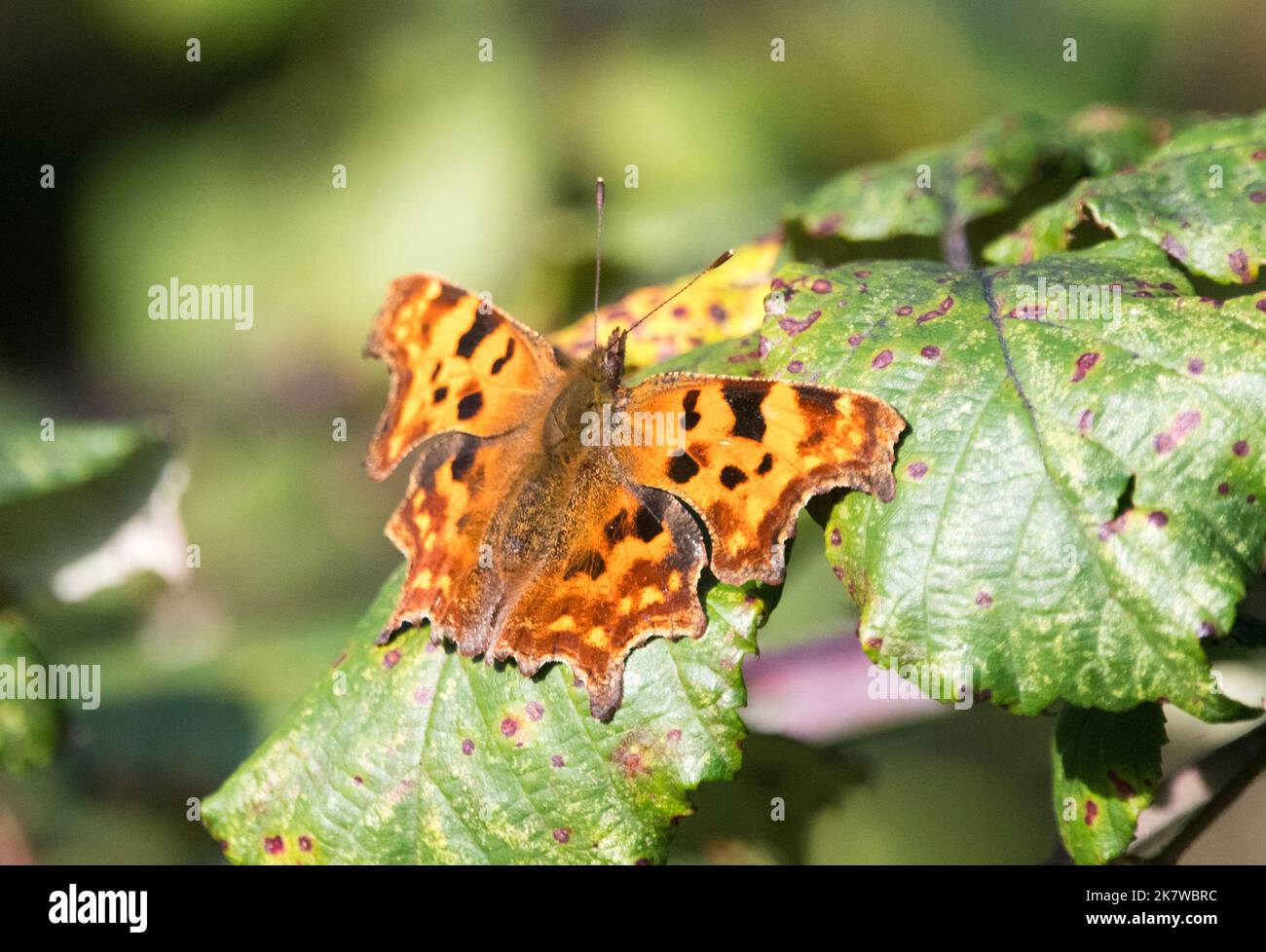 Native british butterfly hi-res stock photography and images - Alamy