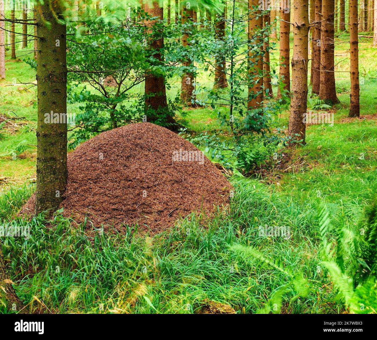 Huge anthill in a pine forest. Huge anthill in pine forest, Denmark ...