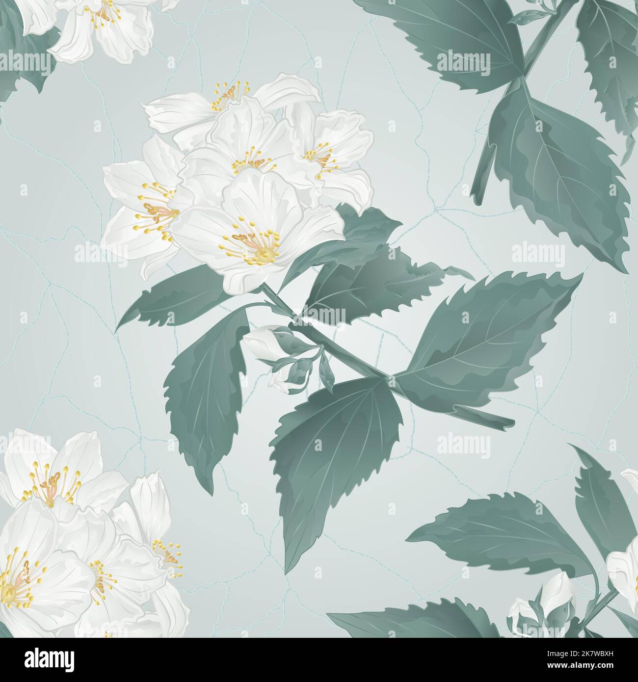 Seamless texture twig spring flower jasmine and buds cracks in the ...