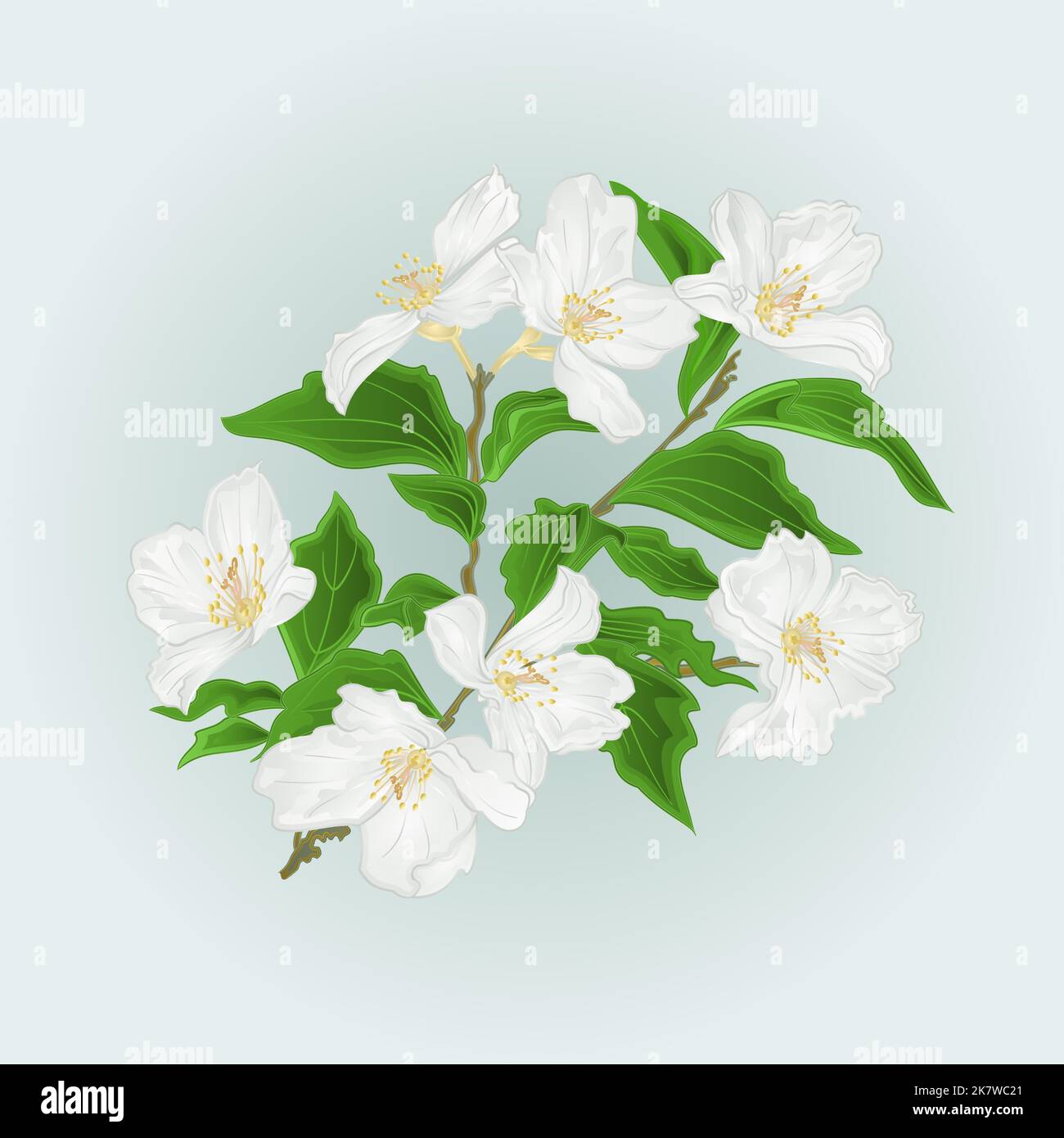 Jasmine tea flower Stock Vector Images - Alamy