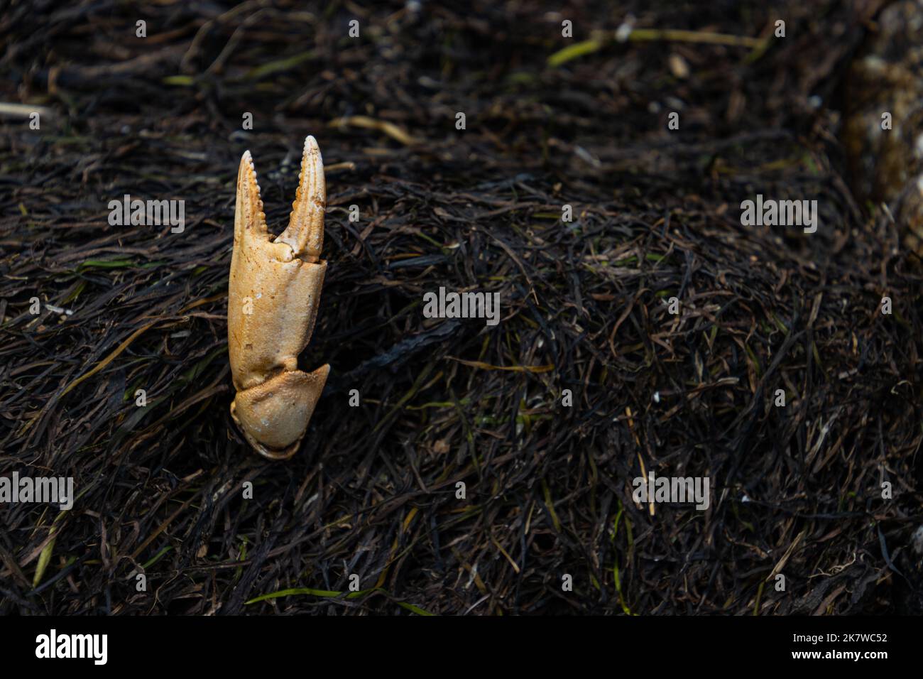 Crustacean crab claw hi-res stock photography and images - Alamy