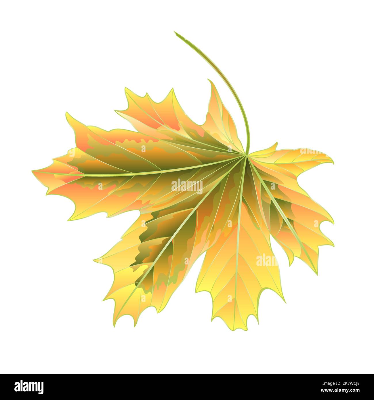 Leaf Maple autumnal on a white background vector illustration Stock ...