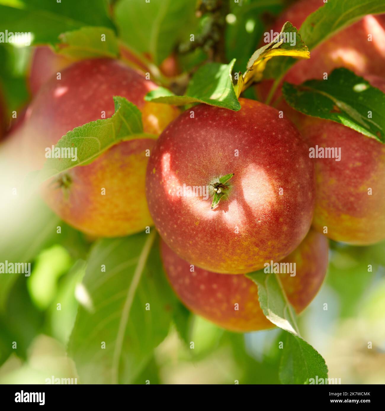 Apples in outdoor setting. A photo of taste and beautiful apples Stock ...