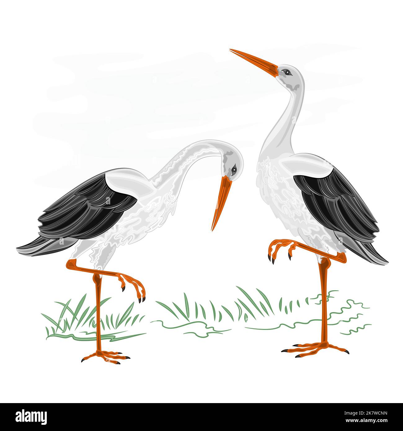 Storks white wild water bird vector illustration Stock Vector Image ...