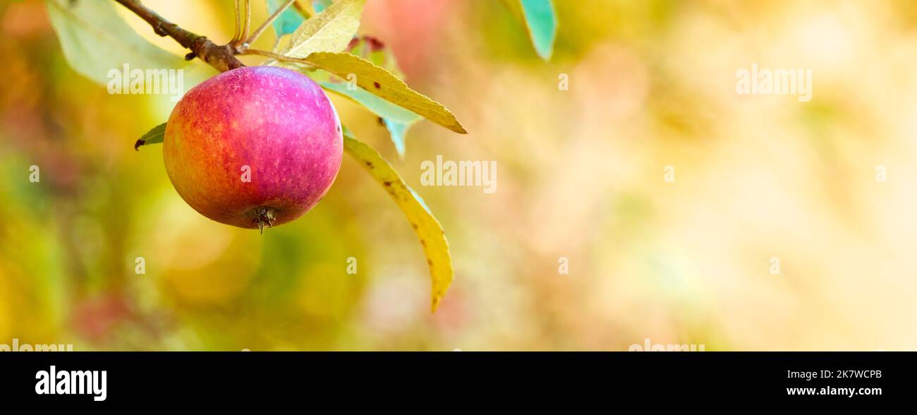 Apples in outdoor setting. A photo of taste and beautiful apples Stock ...