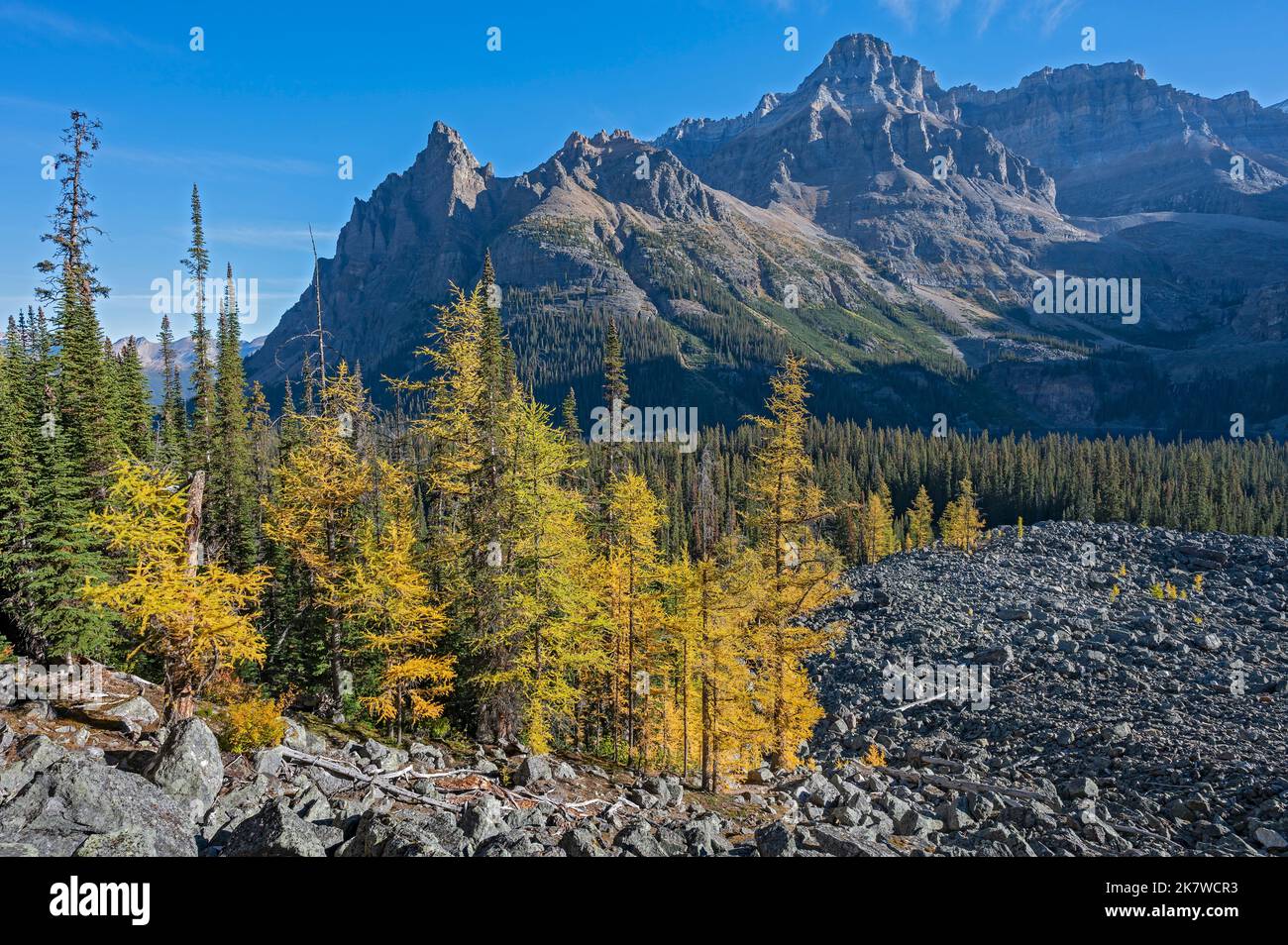 Autumn larch trees in the Rocky Mountains in Yoho National Park ...