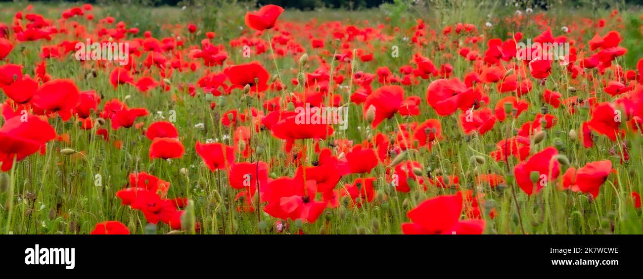 Poppy Fields Showing Bright Red Flowers for remembrance armistice ...