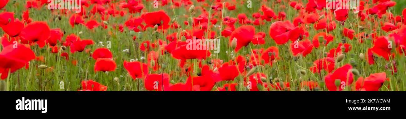 Poppy Fields Showing Bright Red Flowers for remembrance armistice ...