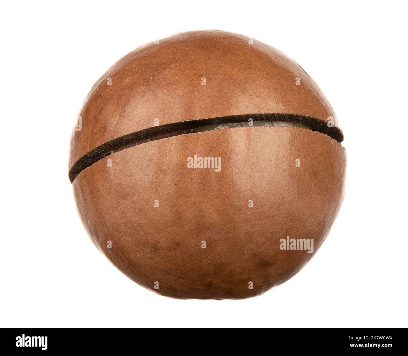 Macroshot of a macadamia nut with a cut on the shell isolated on a ...
