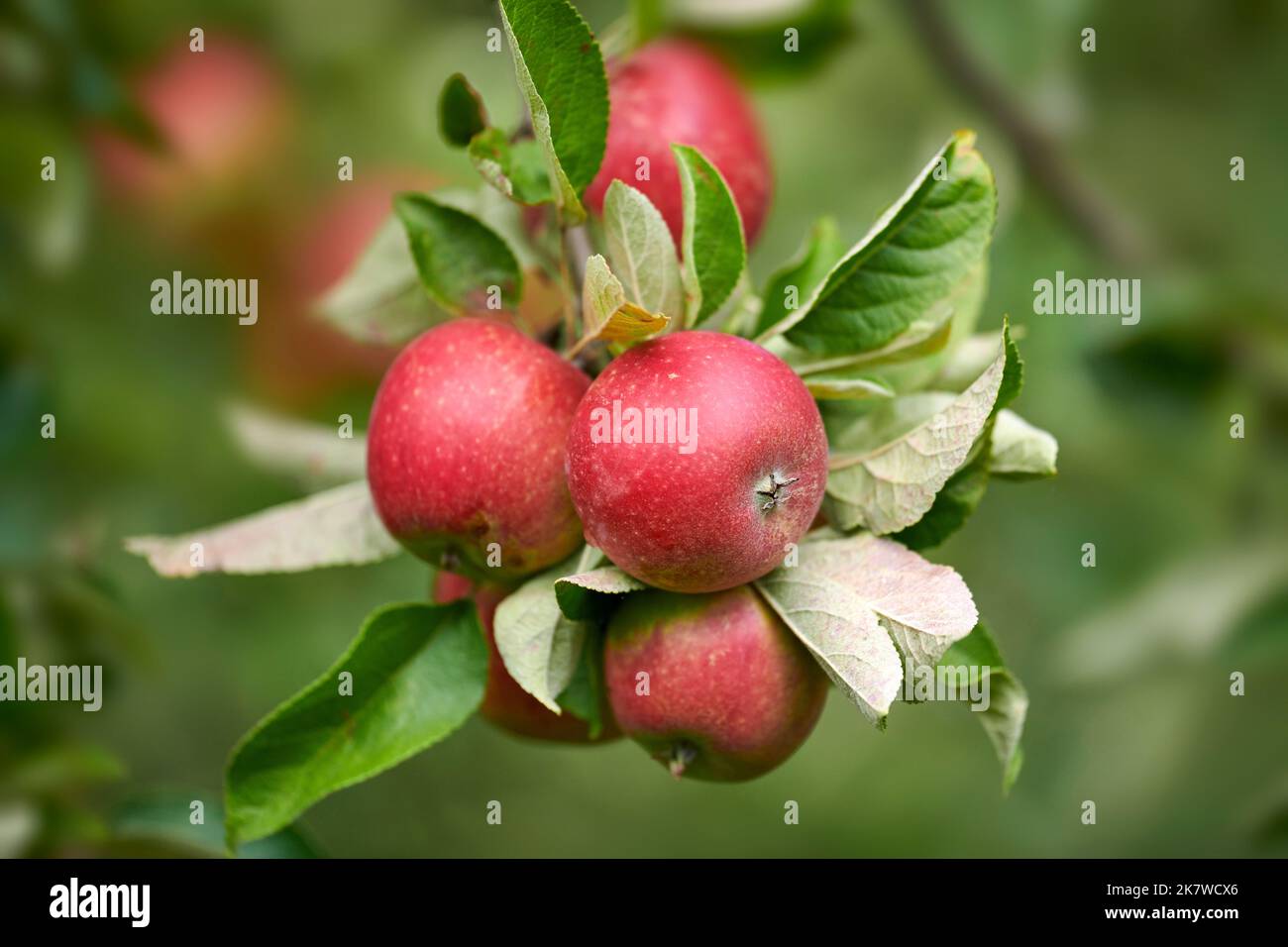 Apples in outdoor setting. A photo of taste and beautiful apples Stock ...