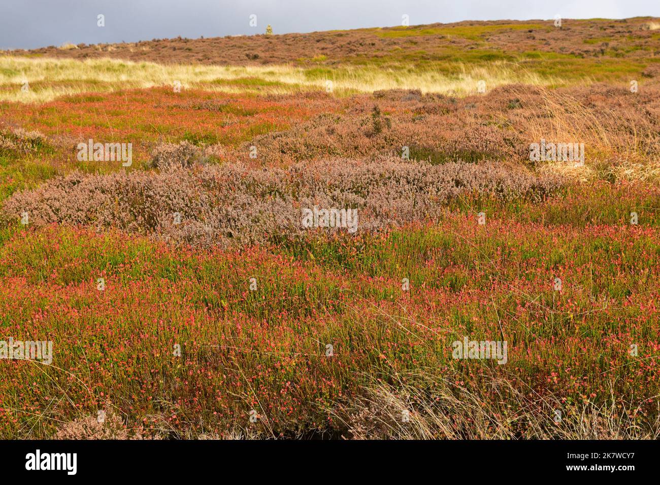 Bilberry and Heather, Crimsworth Dean, Hebden Bridge, Pennines, West ...
