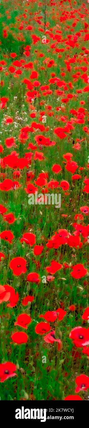 Poppy Fields Showing Bright Red Flowers for remembrance armistice ...