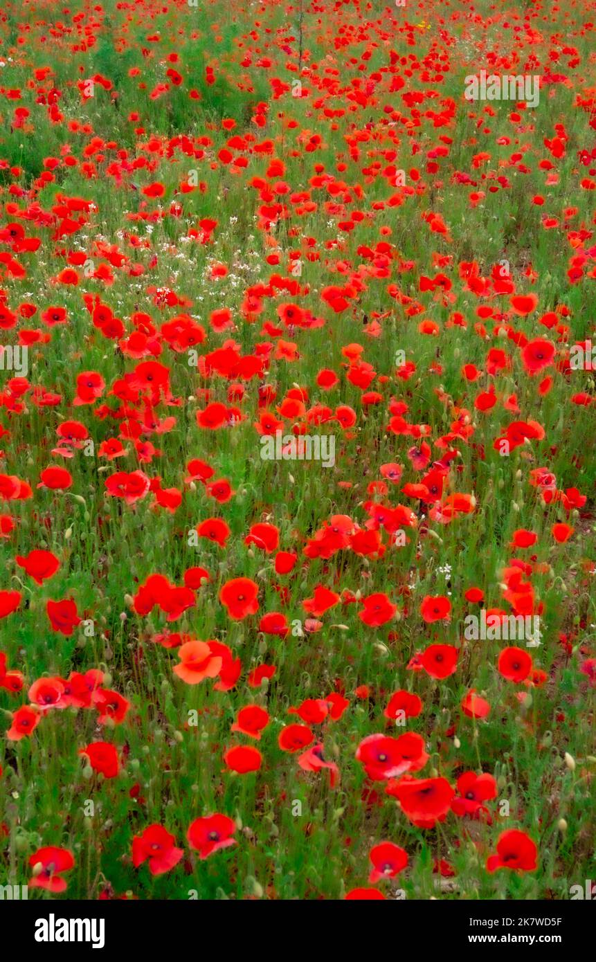 Poppy Fields Showing Bright Red Flowers for remembrance armistice ...
