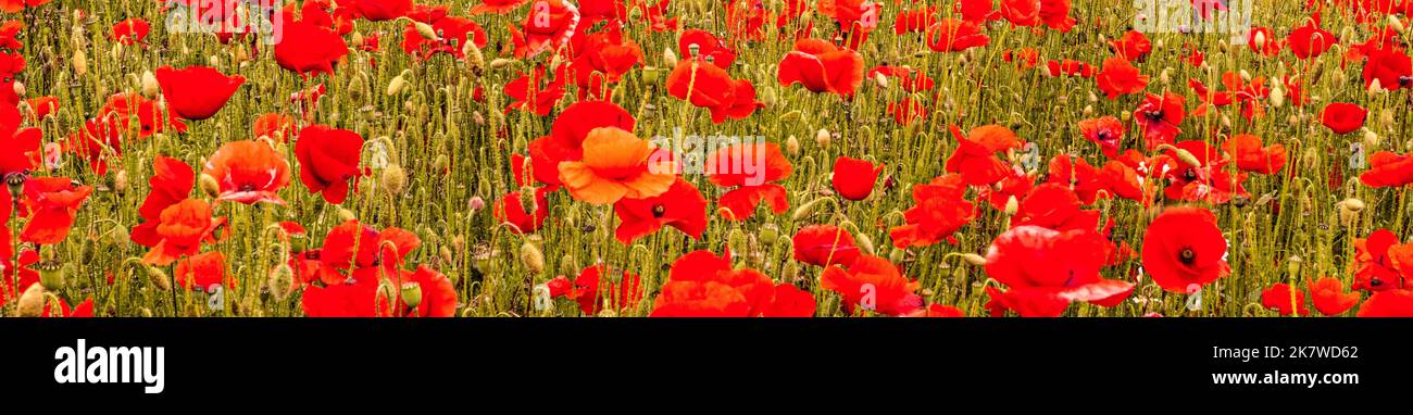 Poppy Fields Showing Bright Red Flowers for remembrance armistice ...