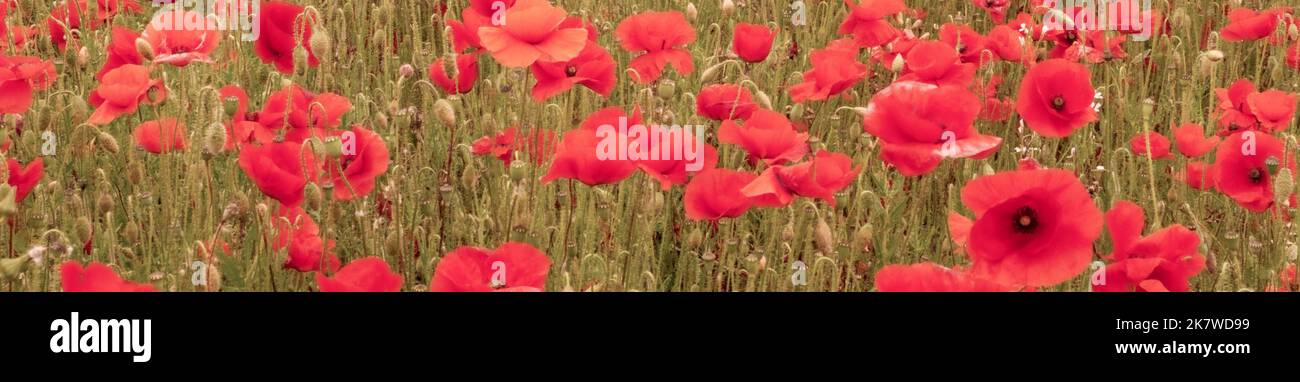 Poppy Fields Showing Bright Red Flowers for remembrance armistice ...