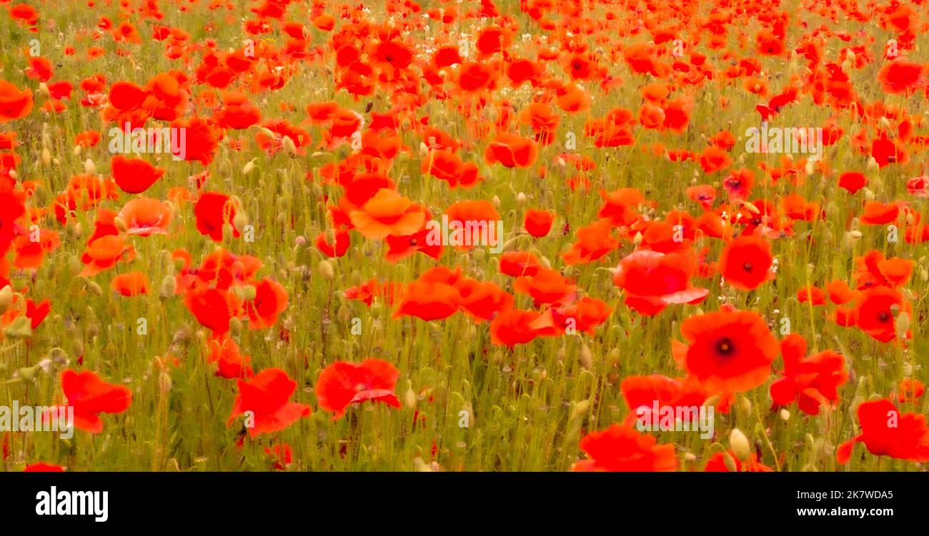 Poppy Fields Showing Bright Red Flowers for remembrance armistice ...