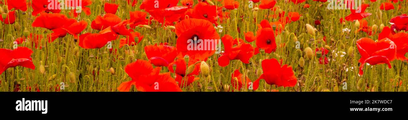 Poppy Fields Showing Bright Red Flowers for remembrance armistice ...