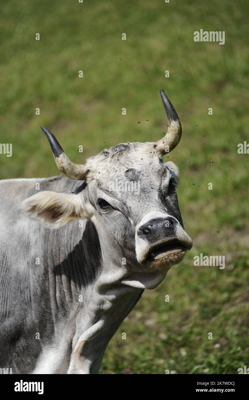 Intensive cattle rearing hi-res stock photography and images - Alamy