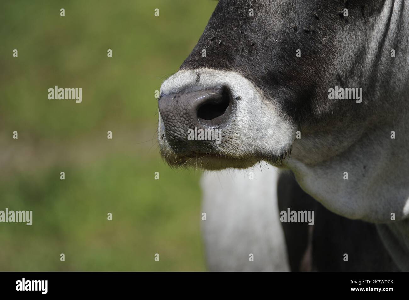 Front and close up picture of a typical Cow Stock Photo - Alamy