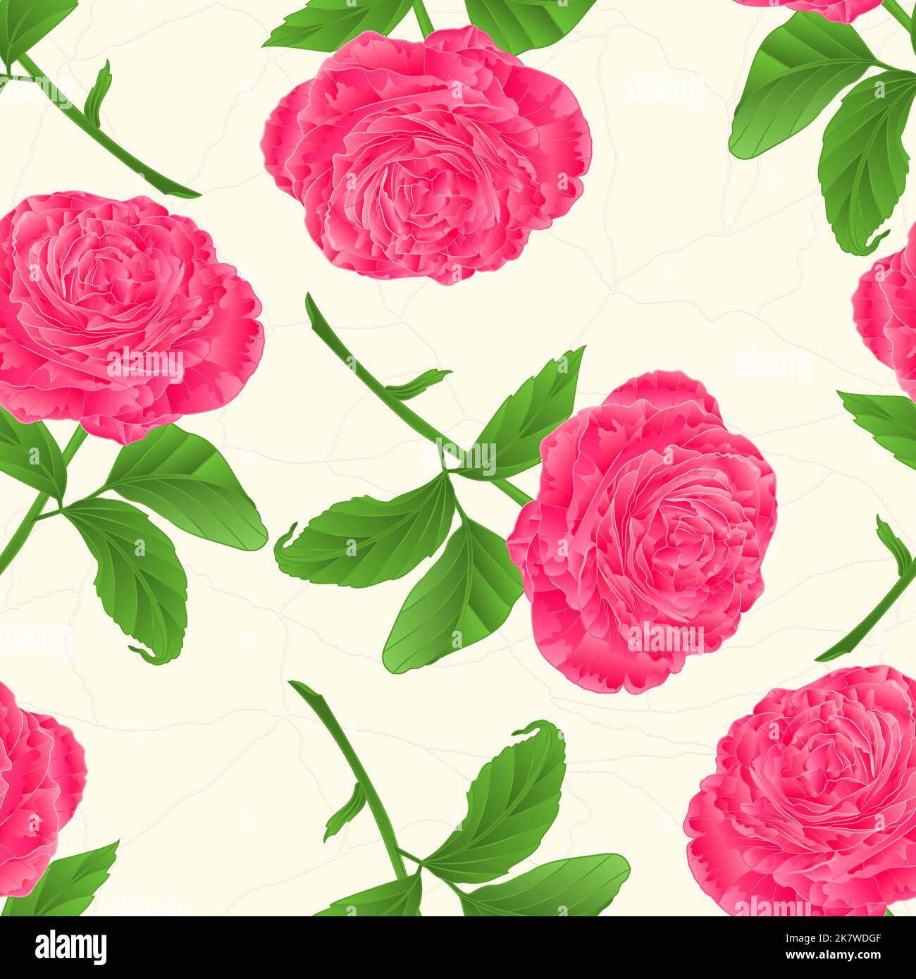 Centifolia rose Stock Vector Images - Alamy