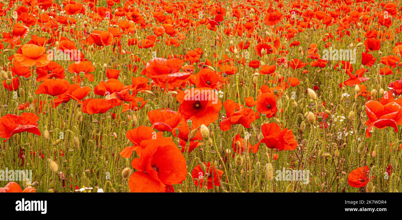 Poppy Fields Showing Bright Red Flowers for remembrance armistice ...